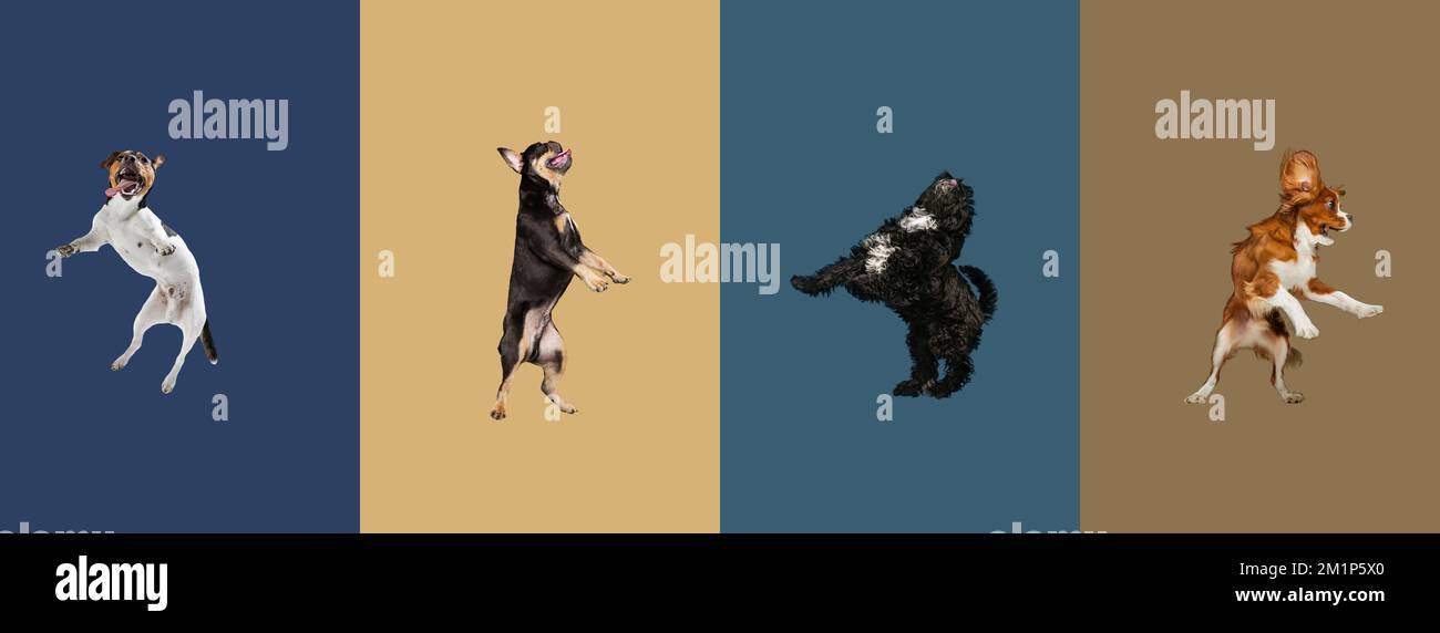 Big and small dogs jumping, playing, flying. Cute doggies or pets are ...