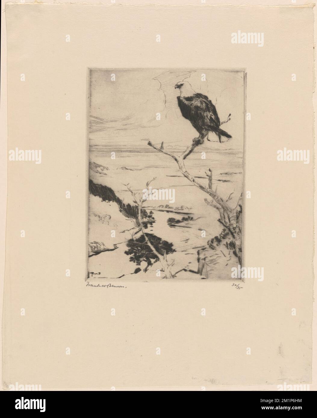Bald eagle , Eagles, Tree limbs. Frank W. Benson (1862-1951). Prints ...