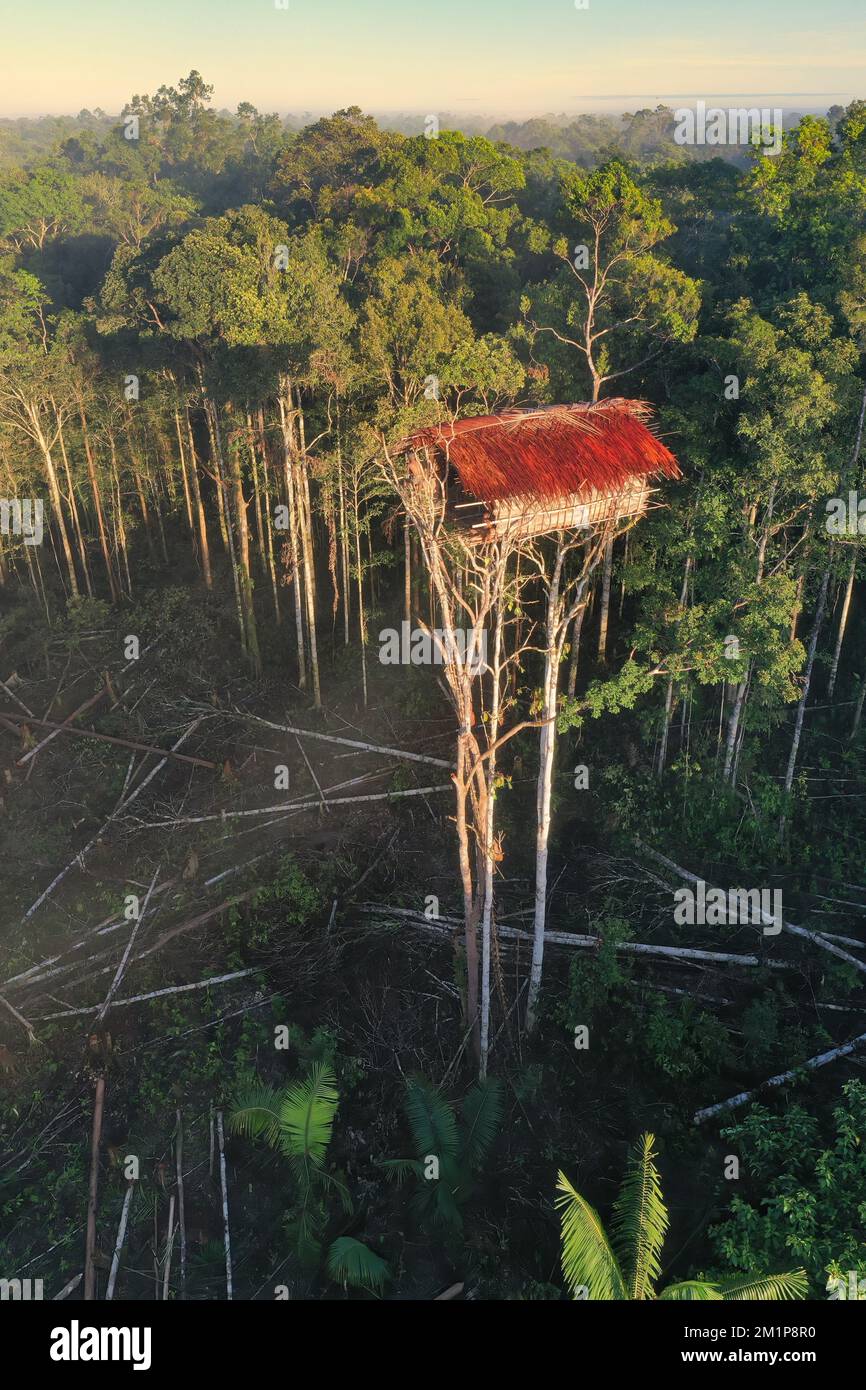 The Korowai tribe, often referred to as the Tree Asmat Tribe because ...