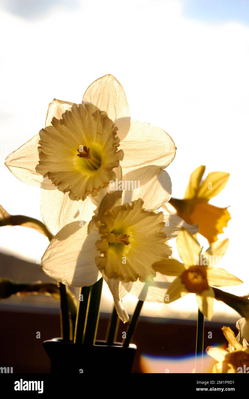 Blue flower plant window hi-res stock photography and images - Alamy