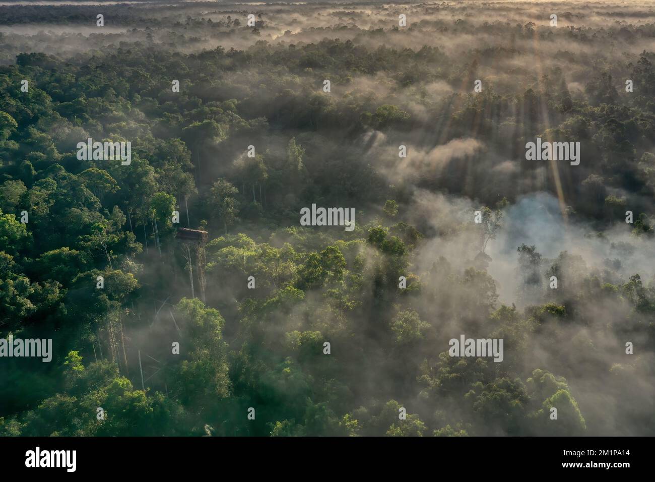 The Korowai tribe, often referred to as the Tree Asmat Tribe because ...