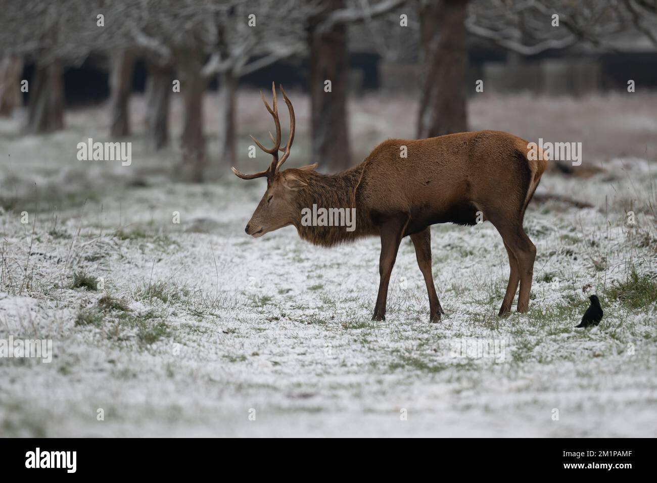 Large red stag, in freezing snowy, weather waiting for food to arrive ...