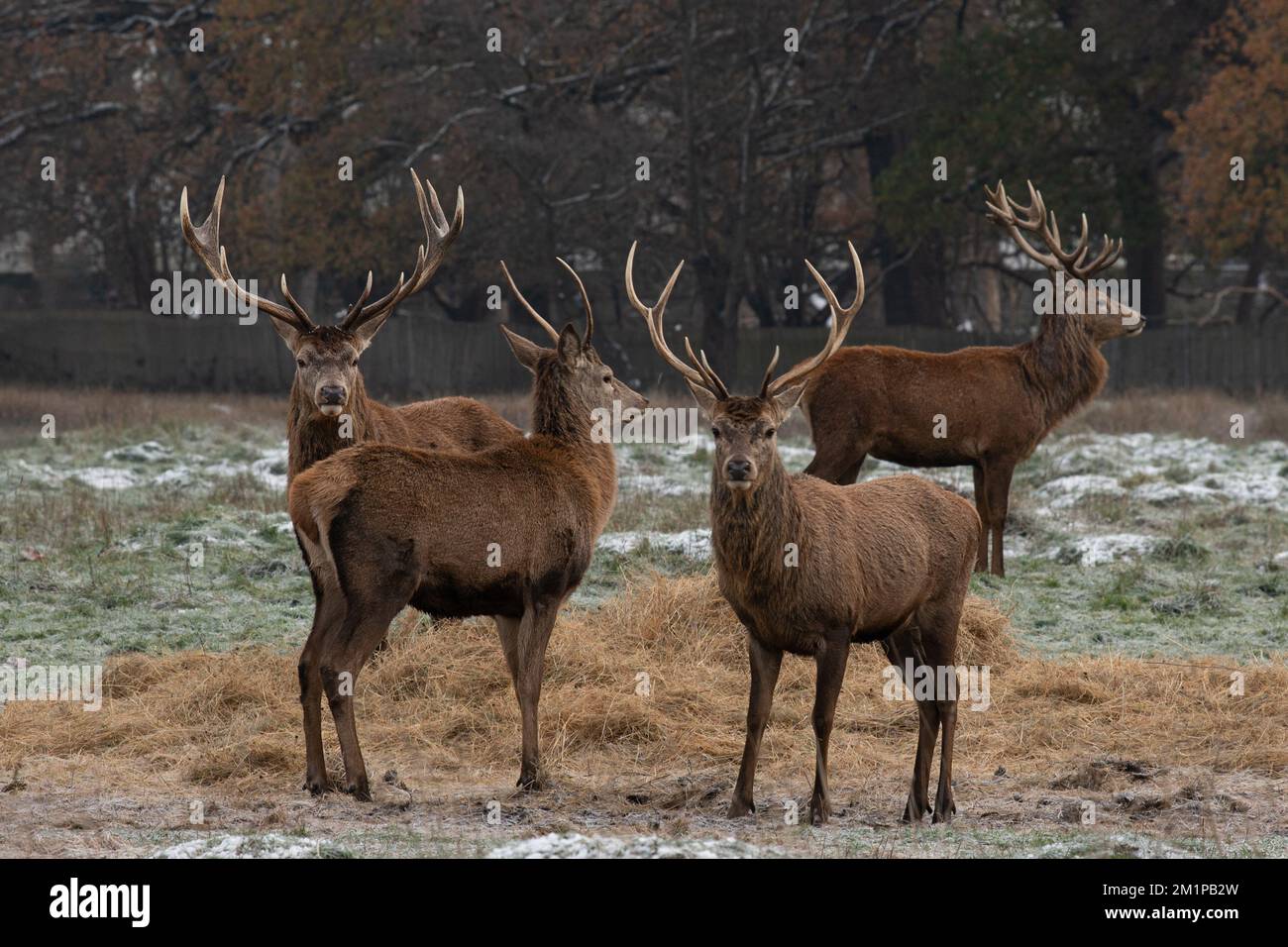 Teddington stag stags hi-res stock photography and images - Alamy