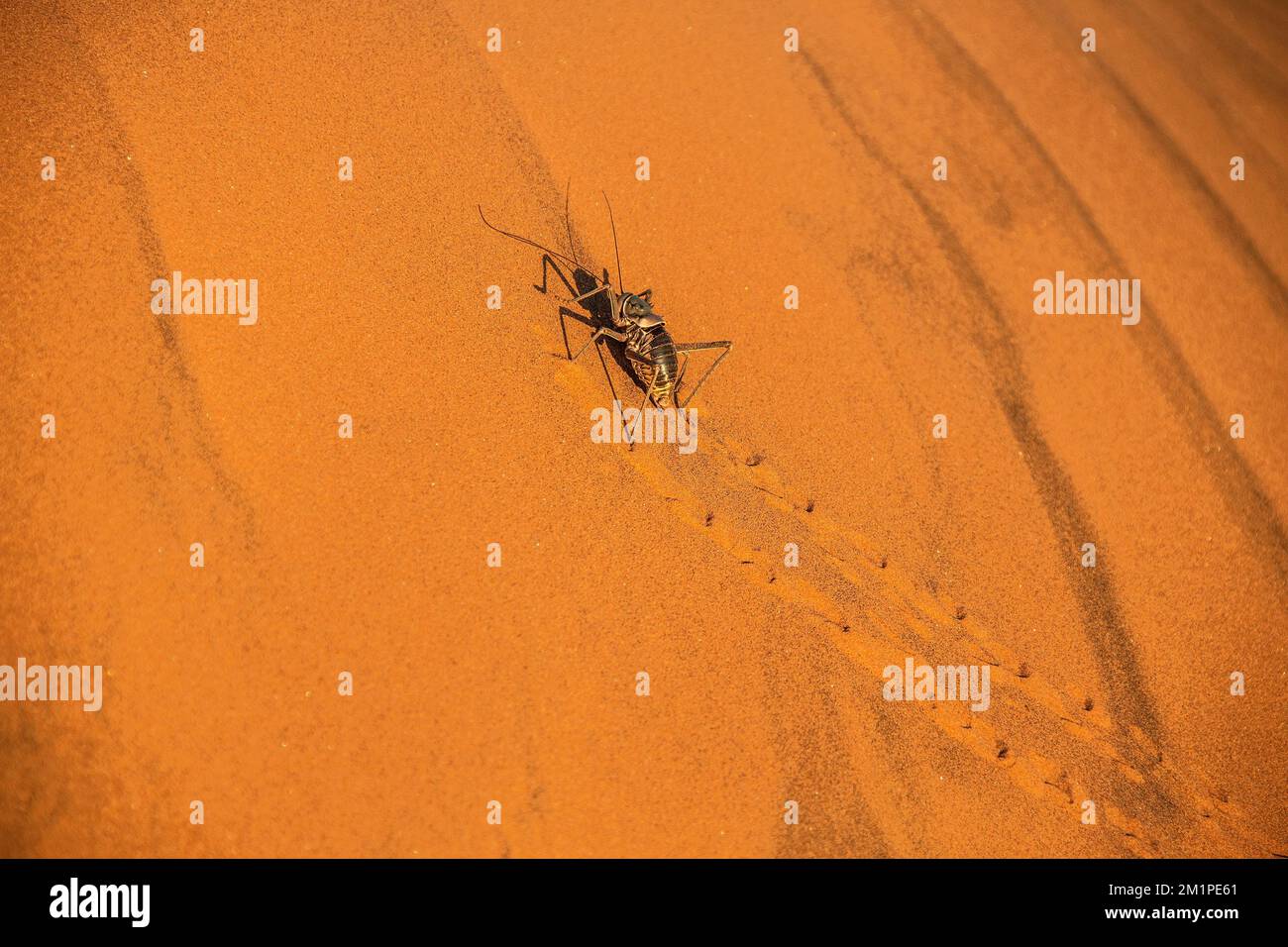 Armoured Corn Cricket leaving tracks across the rippled sand of the ...