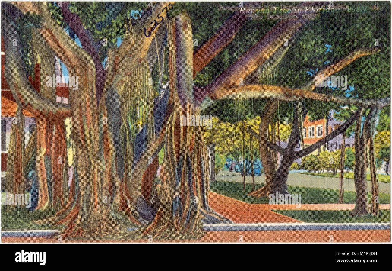 Banyan tree in Florida , Tichnor Brothers Collection, postcards of the ...