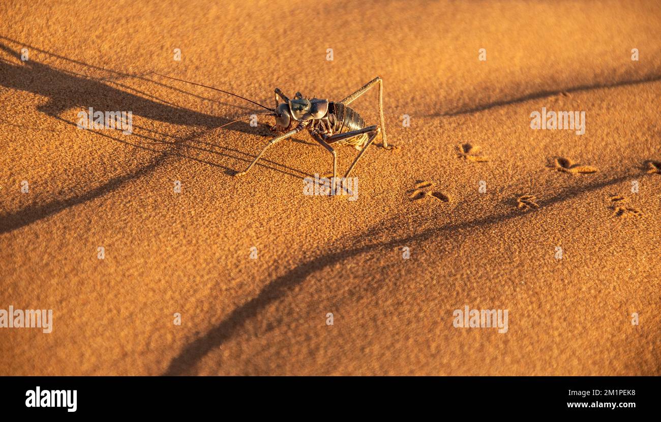 Armoured Corn Cricket leaving tracks across the rippled sand of the ...