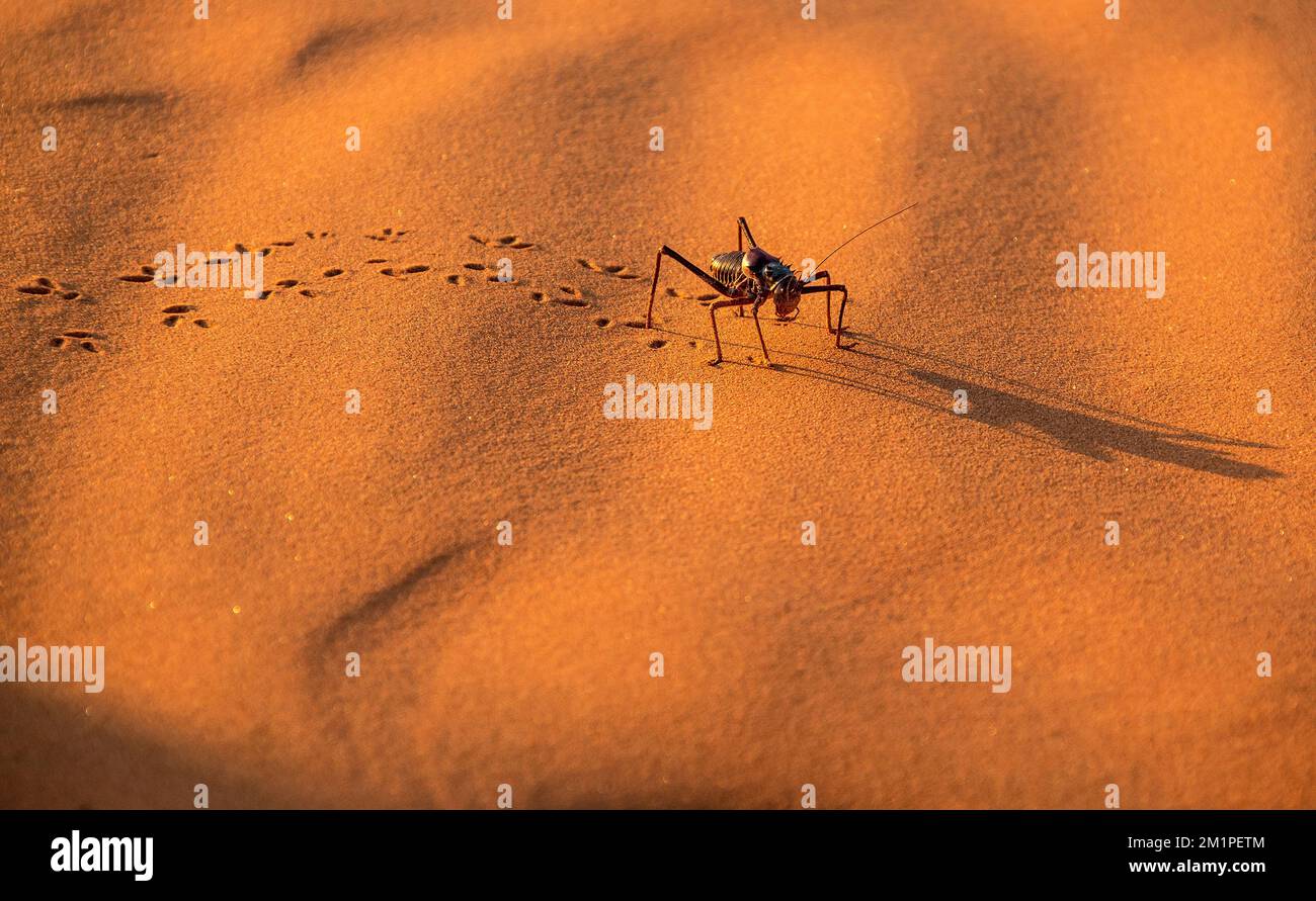 Armoured Corn Cricket leaving tracks across the rippled sand of the ...