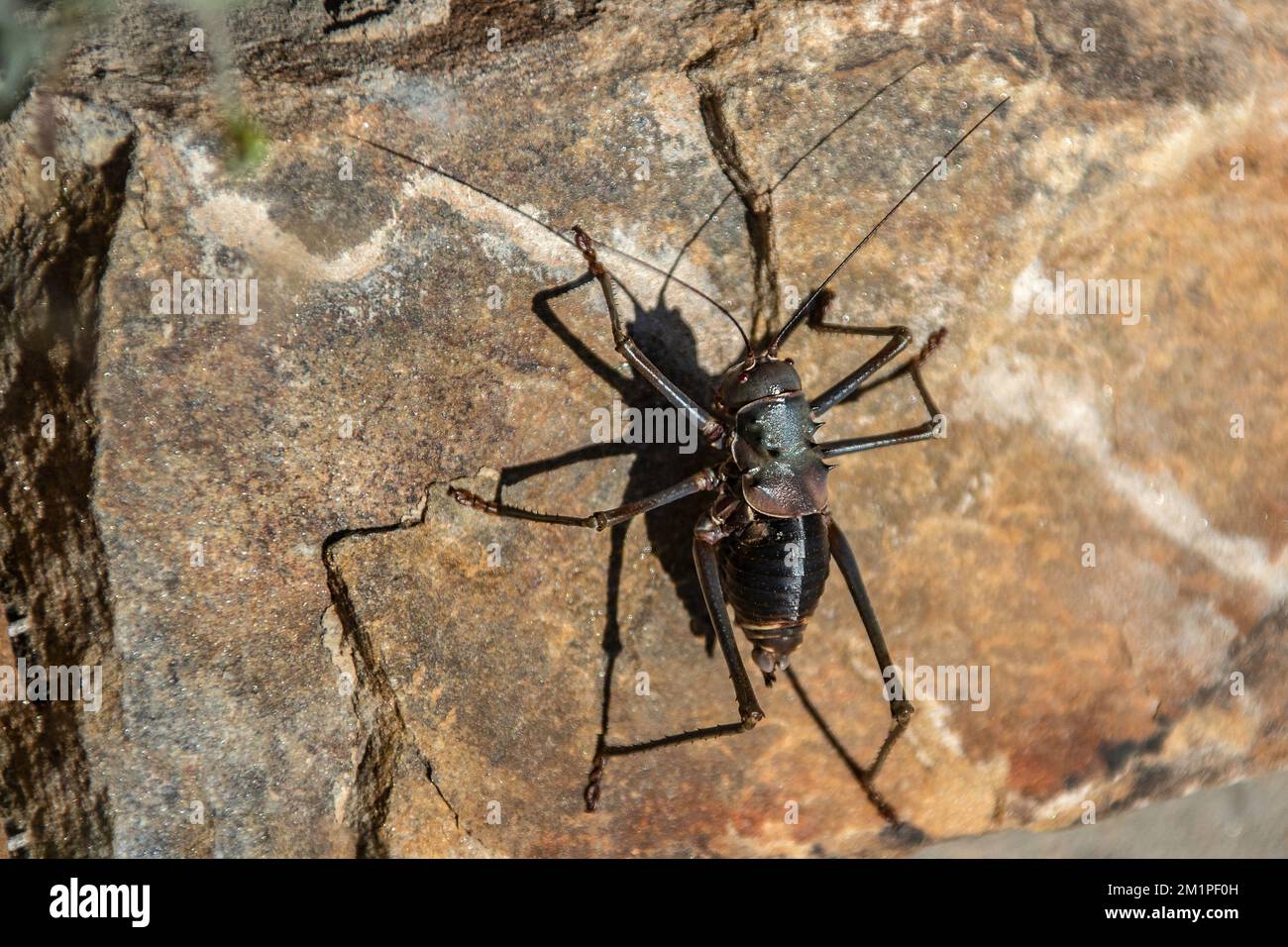 Armoured Corn Cricket on a rock in the Namib Desert Stock Photo - Alamy