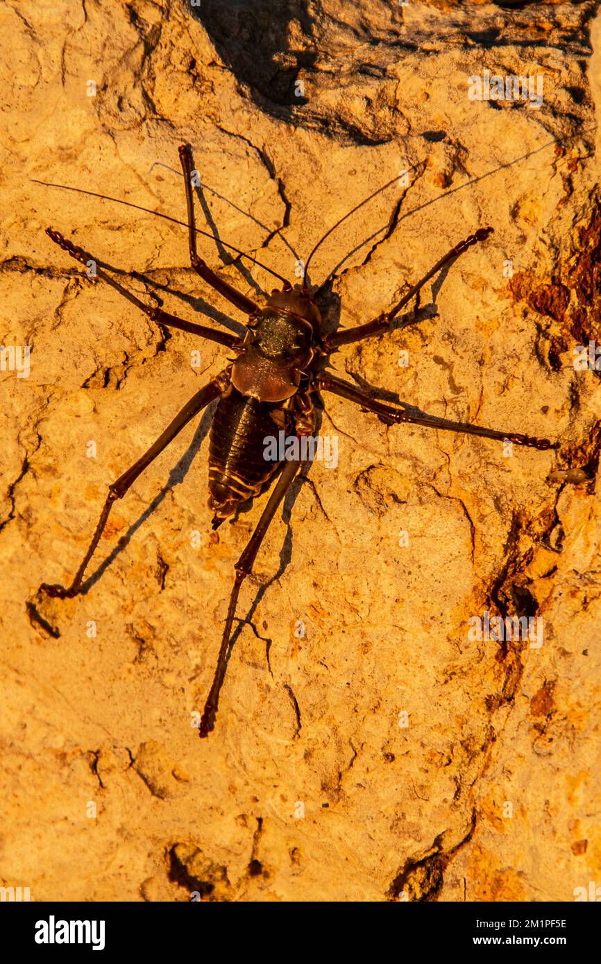 Armoured Corn Cricket on a rock in the yellow light of sunset in the ...