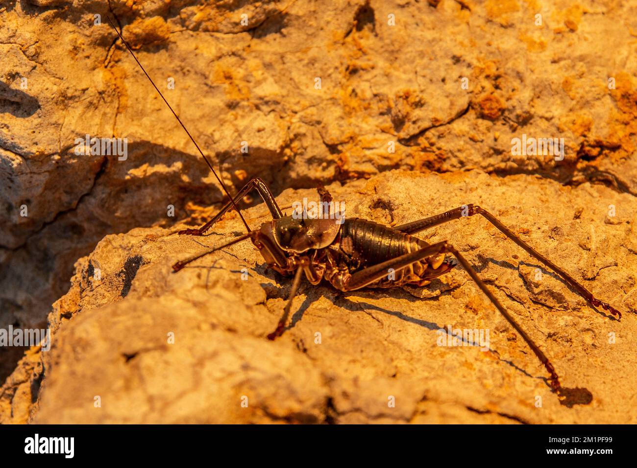 Armoured Corn Cricket on a rock in the yellow light of sunset in the ...