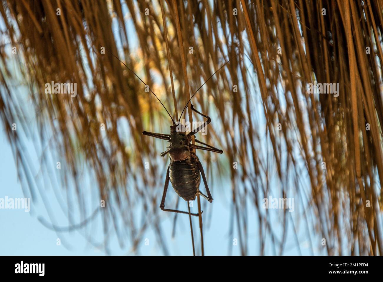 Armoured Corn Cricket on a rock climbing up a straw in the thatch Stock ...
