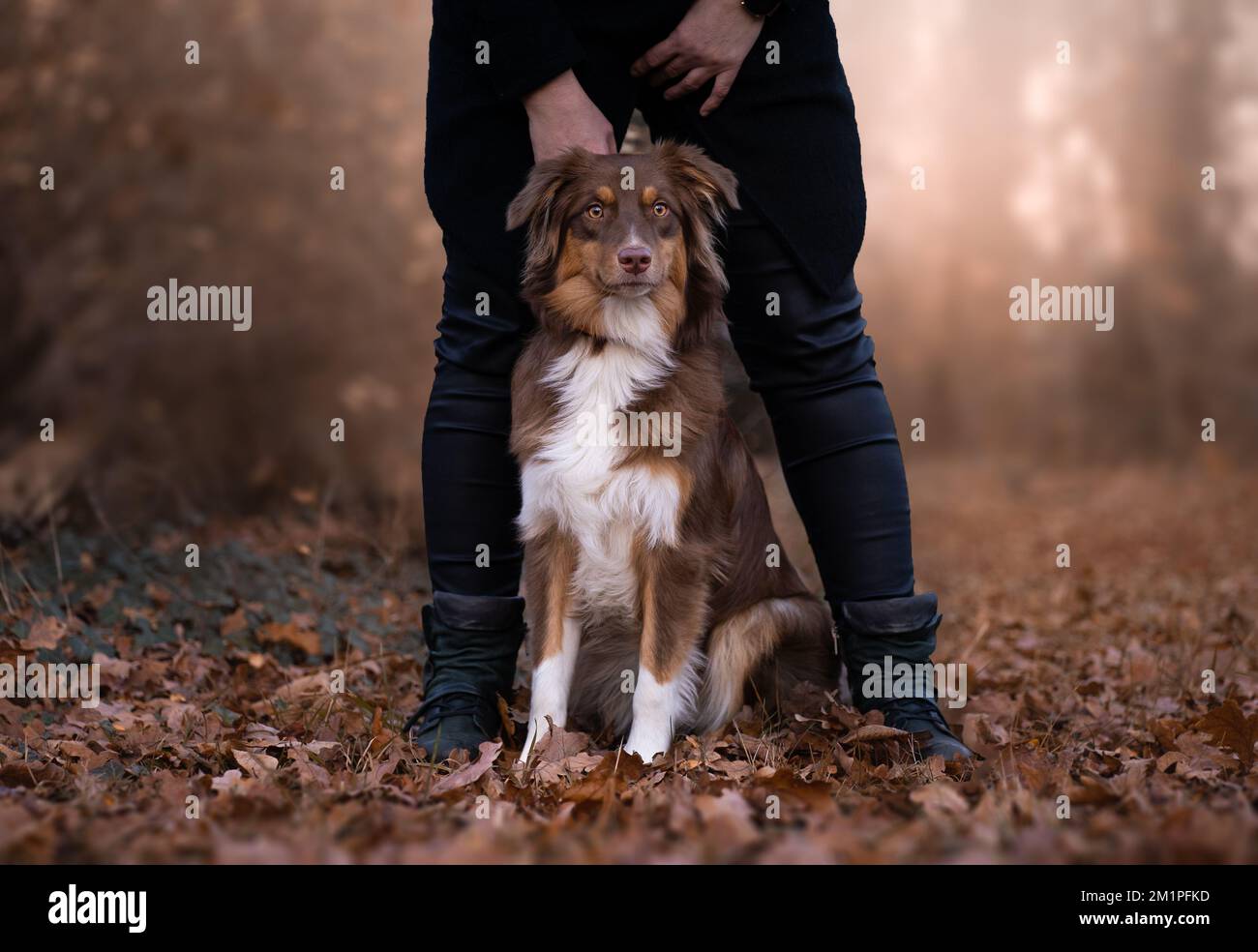 A beautiful fluffy Australian Shepherd dog in the forest with the owner ...