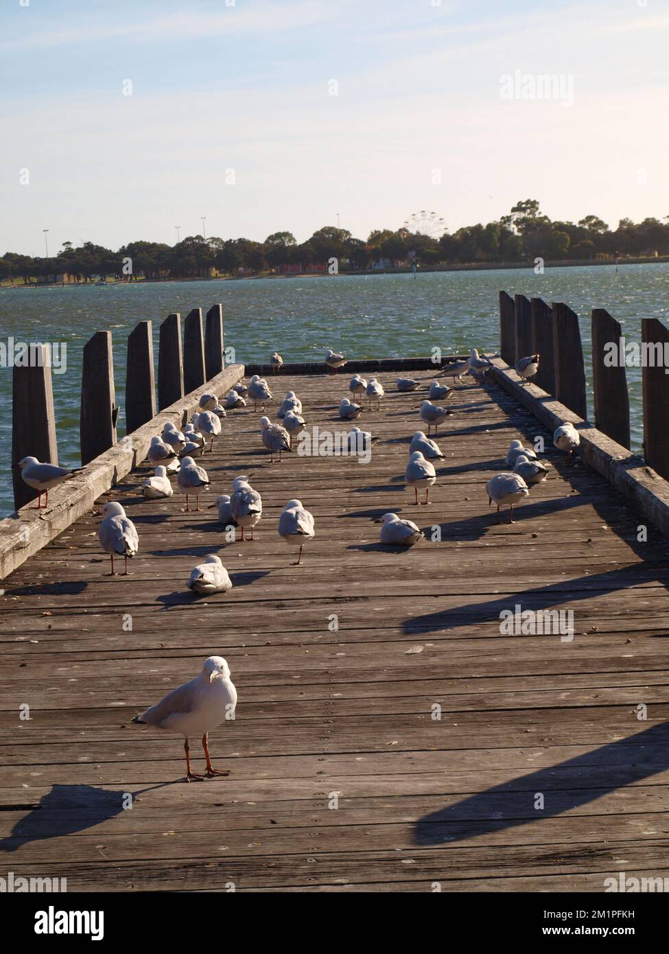 flock of seagulls on the pier at the beach Stock Photo - Alamy
