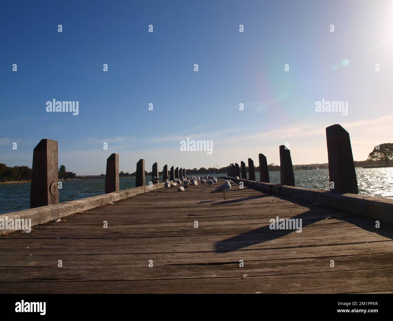 flock of seagulls on the pier at the beach Stock Photo - Alamy
