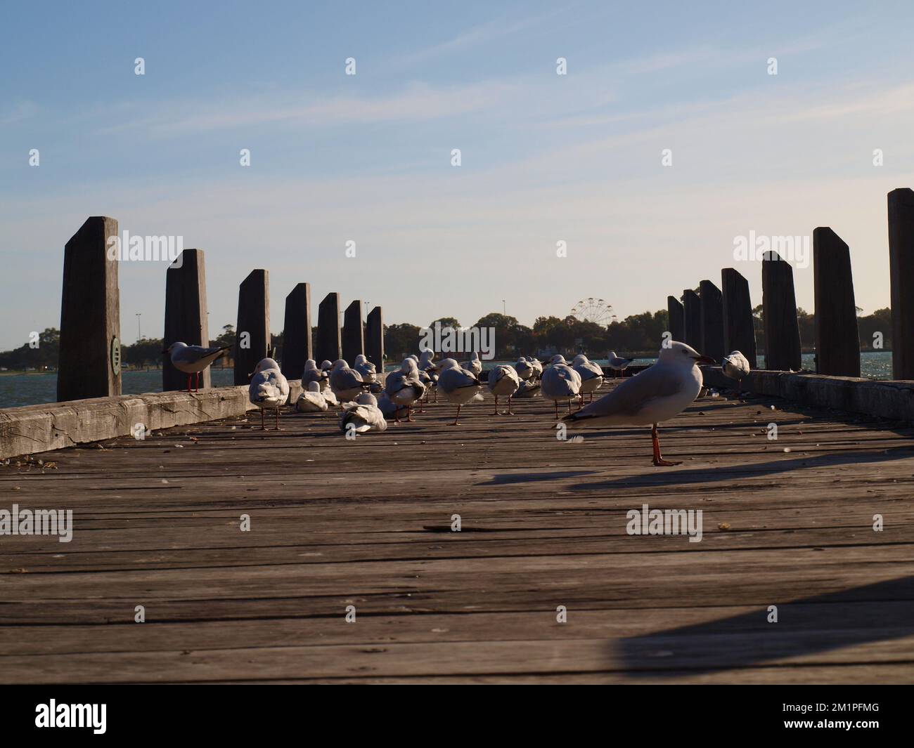 flock of seagulls on the pier at the beach Stock Photo - Alamy