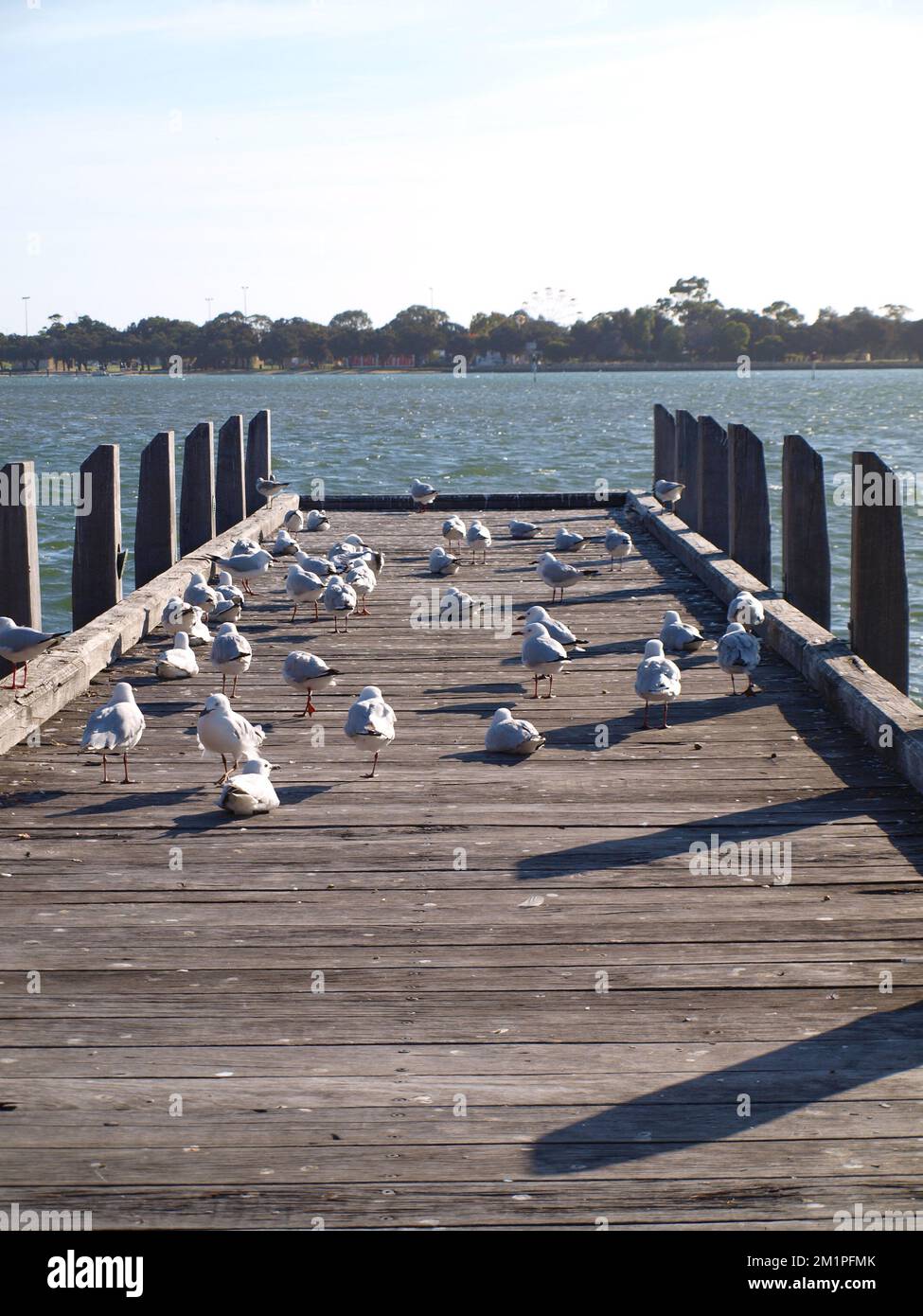 flock of seagulls on the pier at the beach Stock Photo - Alamy