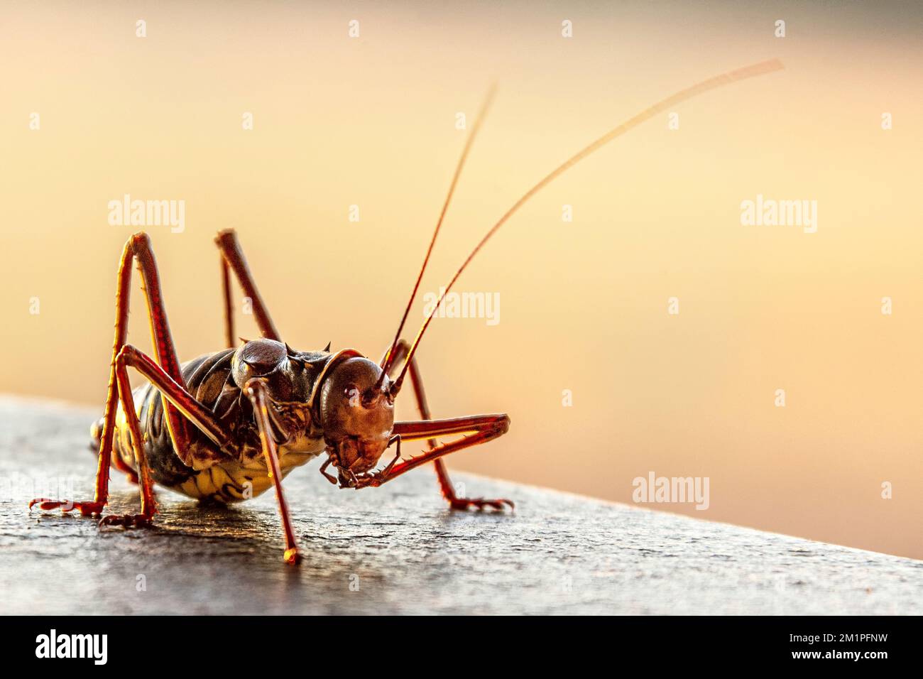 Scanthoplus hi-res stock photography and images - Alamy