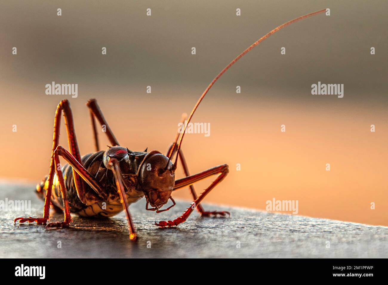 Front view of armoured corn cricket Stock Photo - Alamy