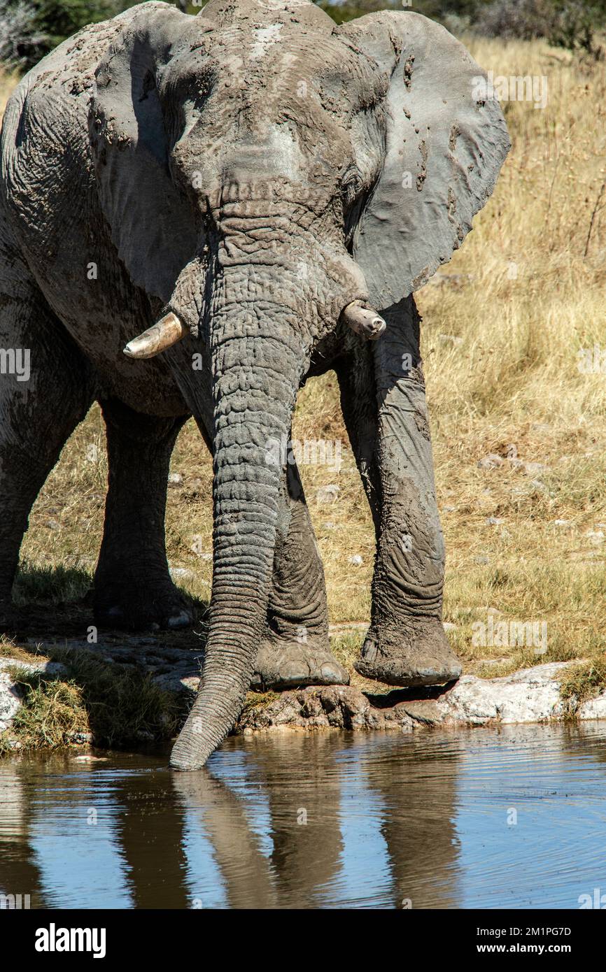 African Elephant turning to drink at waterhole Stock Photo - Alamy