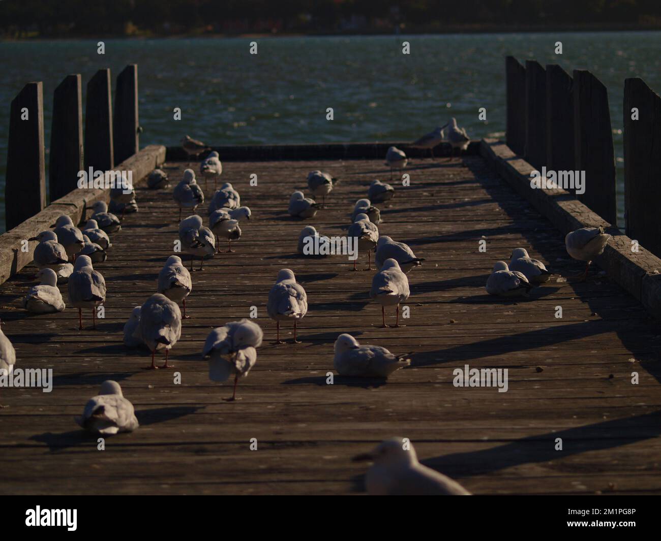 Seagulls pier bird hi-res stock photography and images - Alamy