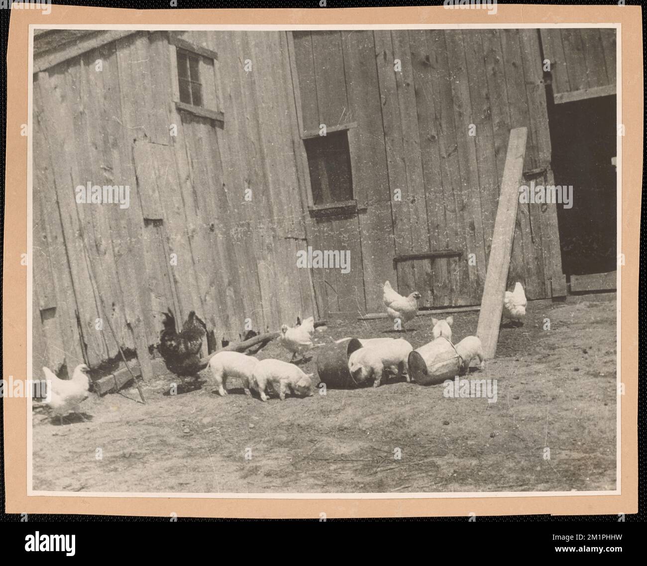 Barn, Chickens, Pigs , Animals. Messenger Collection Stock Photo - Alamy