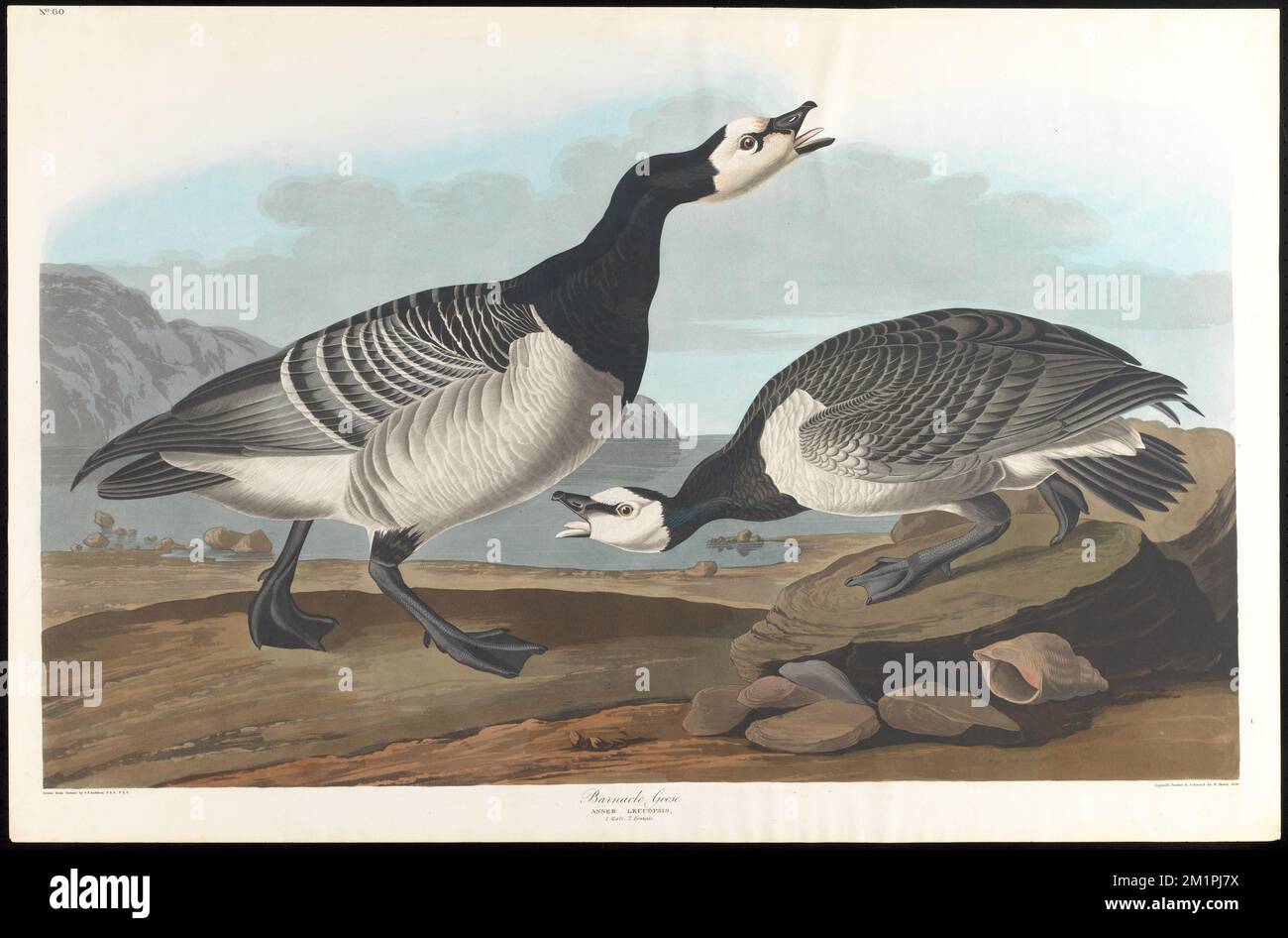 Barnacle goose : Anser leucopsis. 1. Male. 2. Female , Geese, Barnacle ...