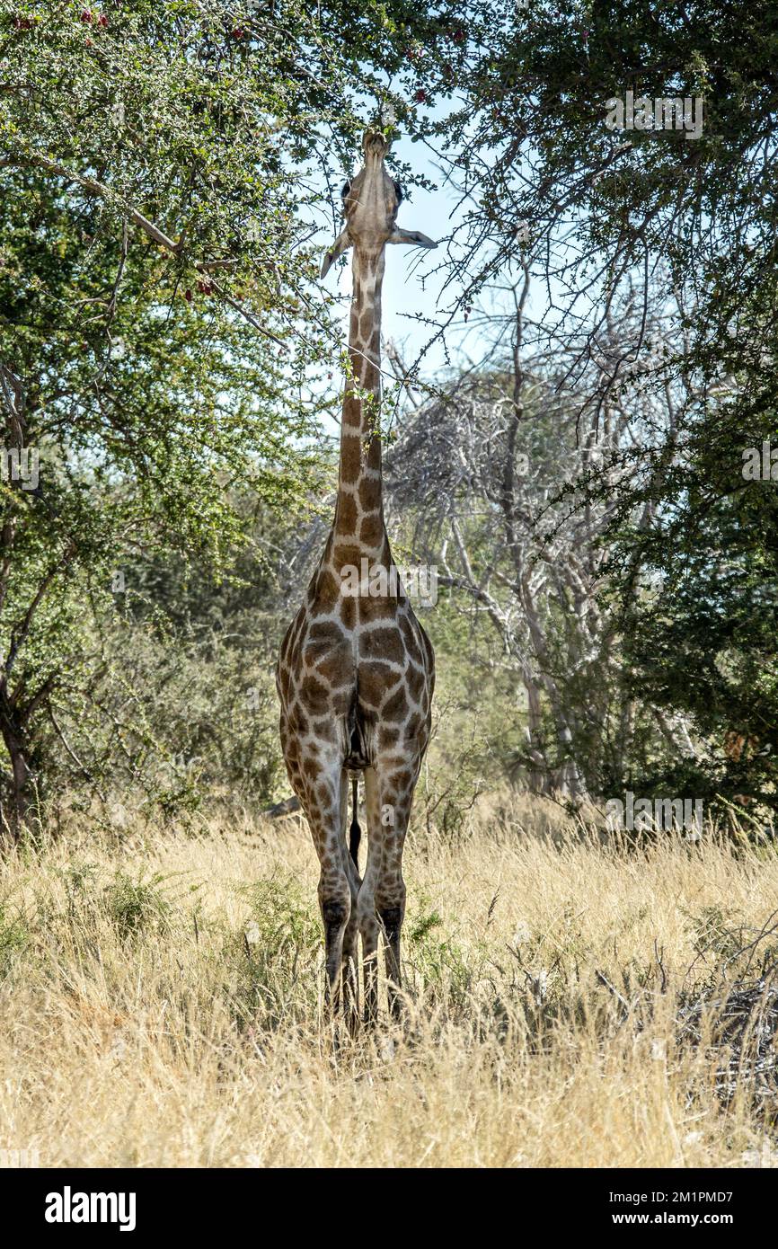Single giraffe, head on, reaching up to eat the juicy leaves Stock ...