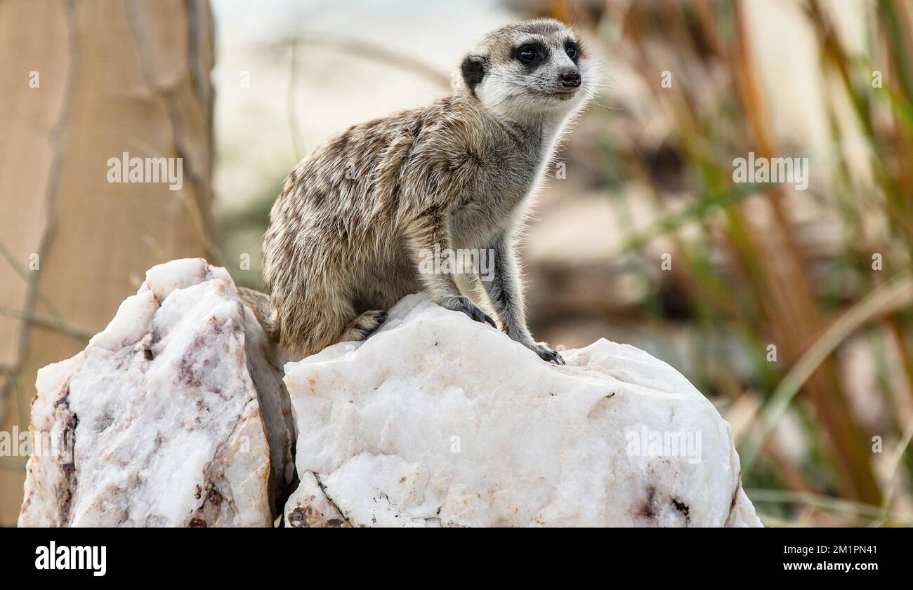 Meercat sitting on white, quartz rock Stock Photo - Alamy