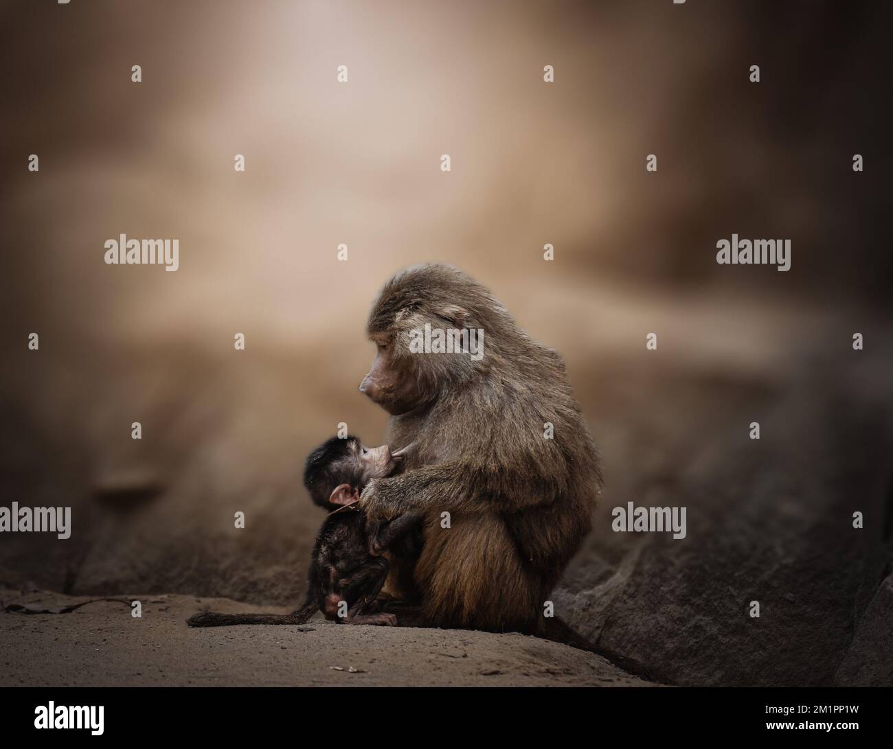 A macro of a baby monkey hugging its mother Stock Photo - Alamy