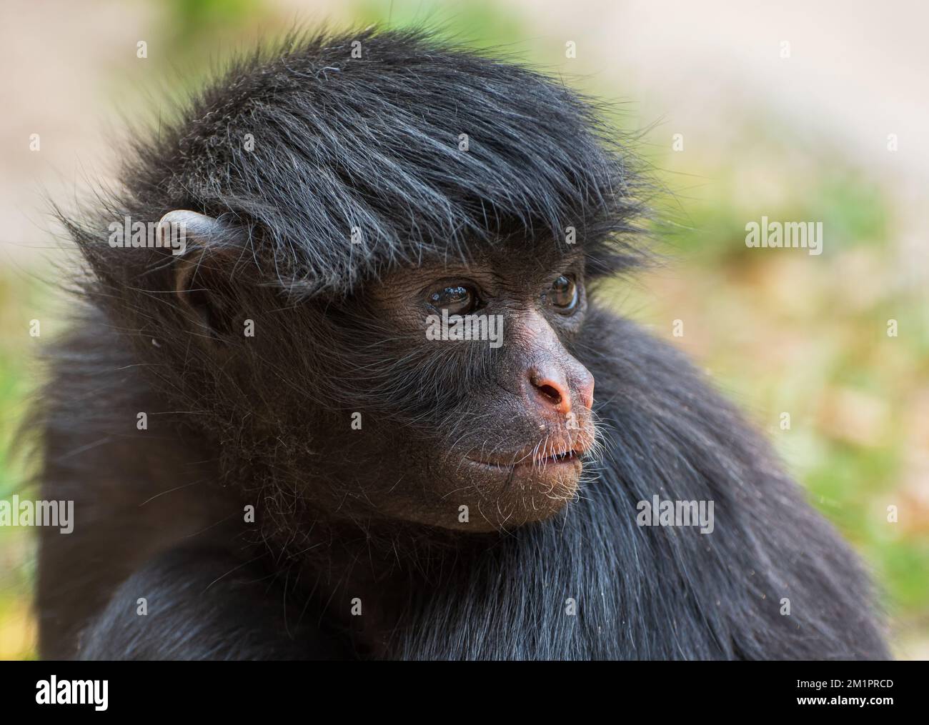 A macro of a black monkey Stock Photo - Alamy