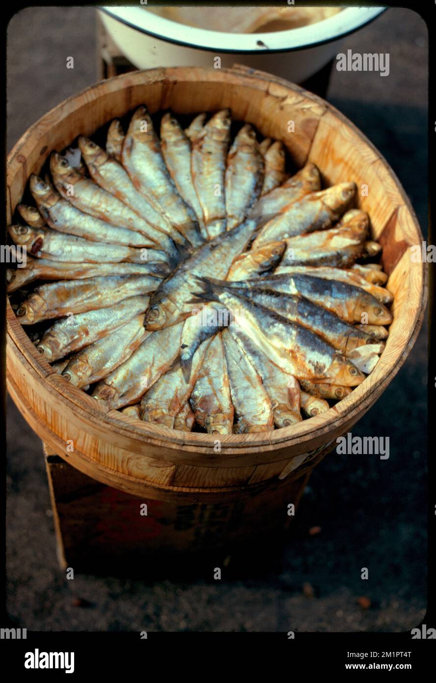 Barrel of fish , Fish. Edmund L. Mitchell Collection Stock Photo - Alamy