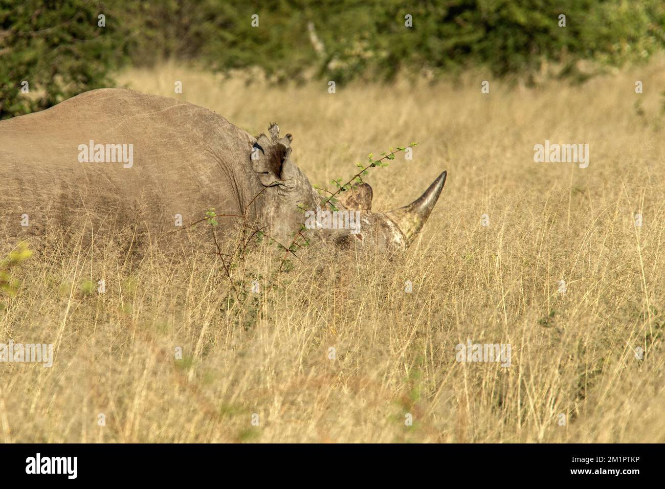 A black rhino walking through tall grass showing the identification ...