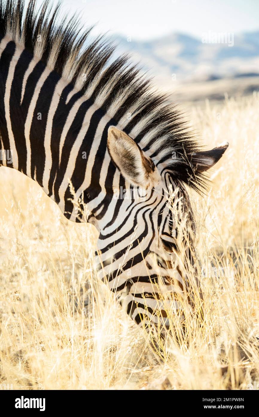 A close up of the head of the mountain zebra eating grass in the Namib ...