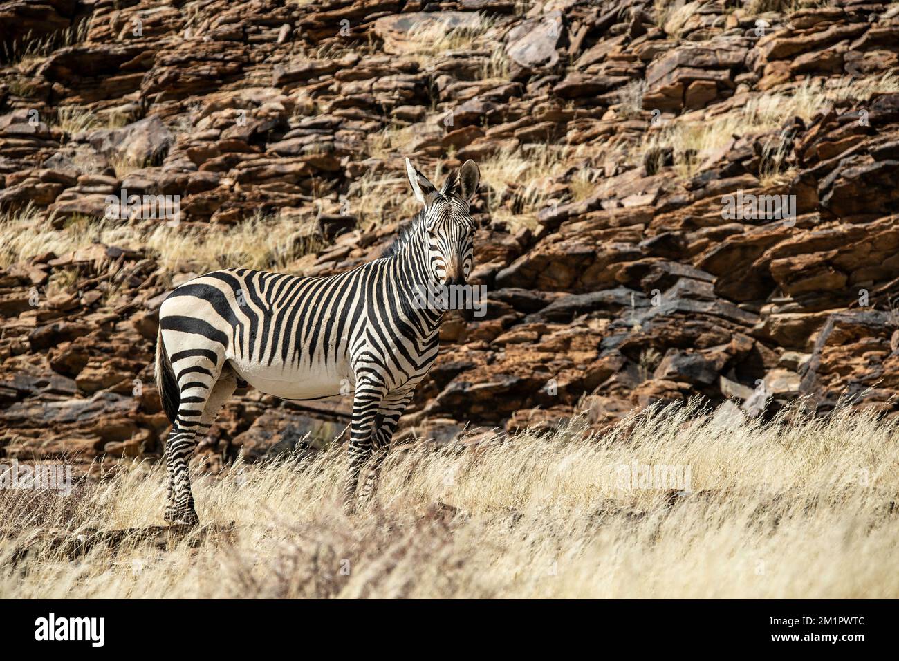 A mountain zebra up in the hills in Namib desert Stock Photo - Alamy