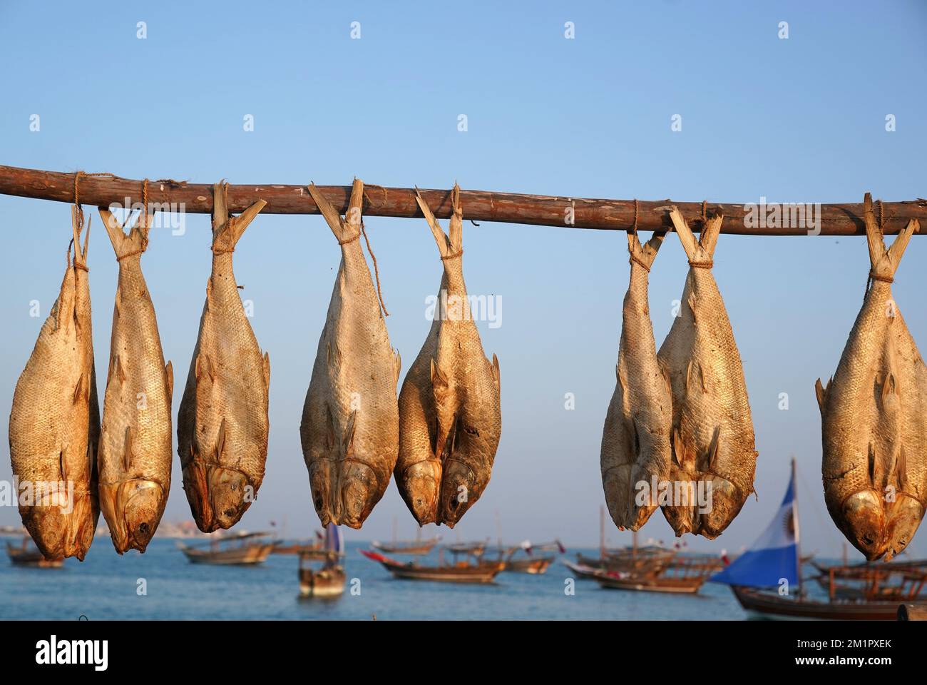Fish drying in the sun at Katara Cultural Village in Doha, Qatar, on ...