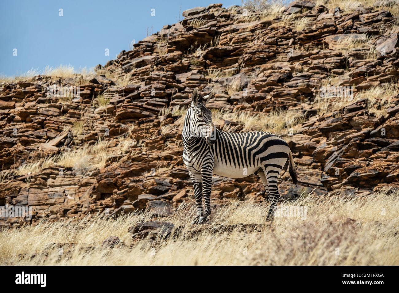 A mountain zebra up in the hills in Namib desert Stock Photo - Alamy