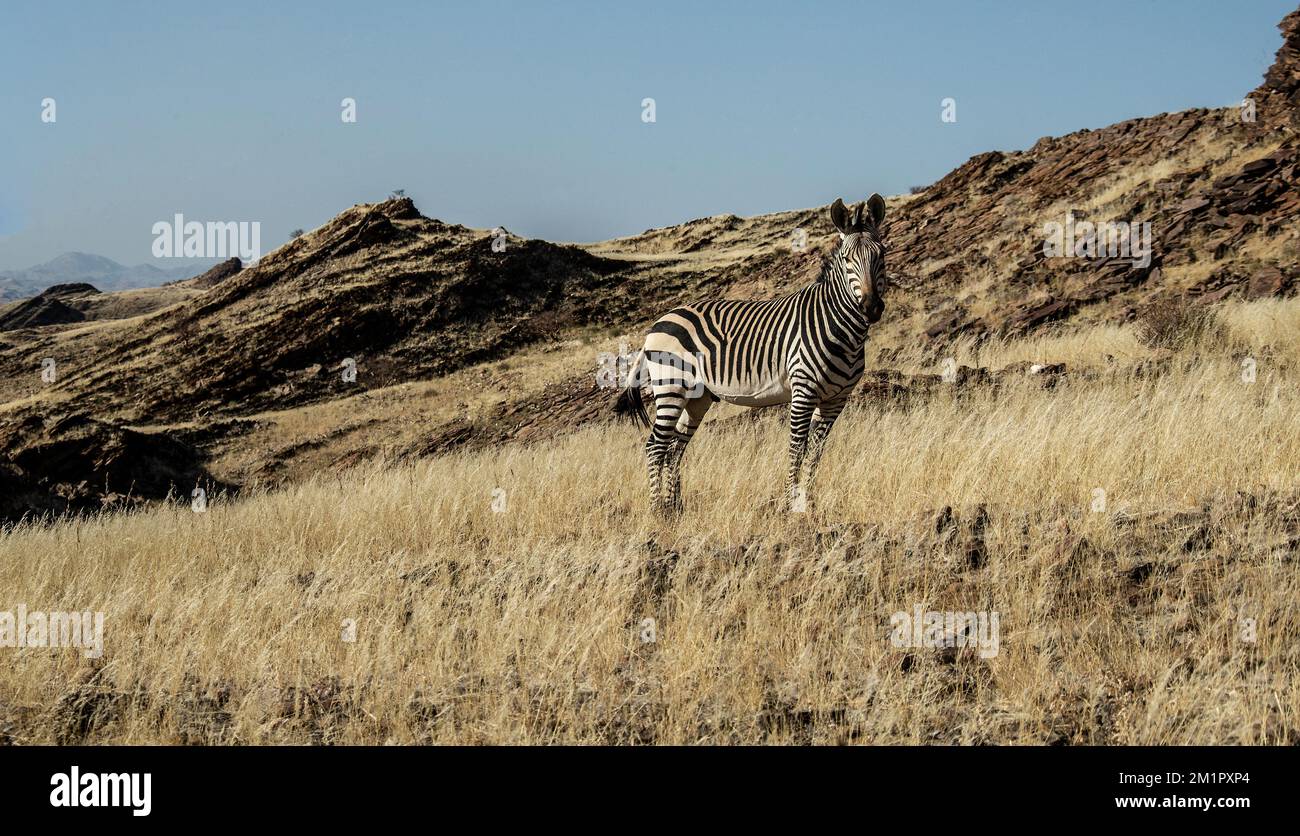 A mountain zebra up in the hills in Namib desert Stock Photo - Alamy