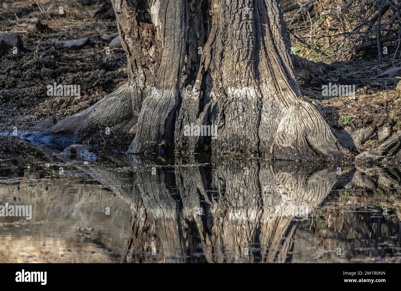 Blackened in water hi-res stock photography and images - Alamy