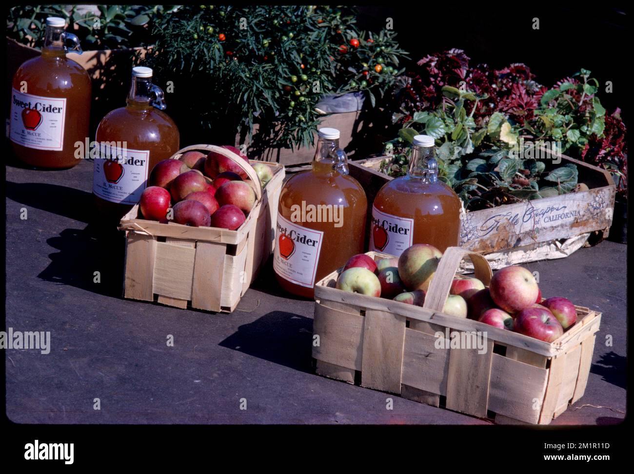 Agricultural apple farming baskets seasonal hi-res stock photography ...