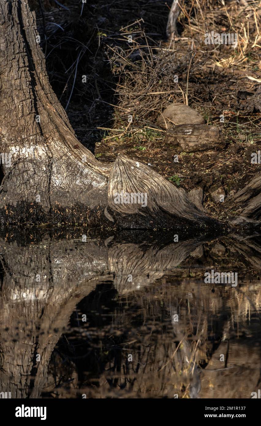Reflactions of a tree in still water showing high water mark Stock ...
