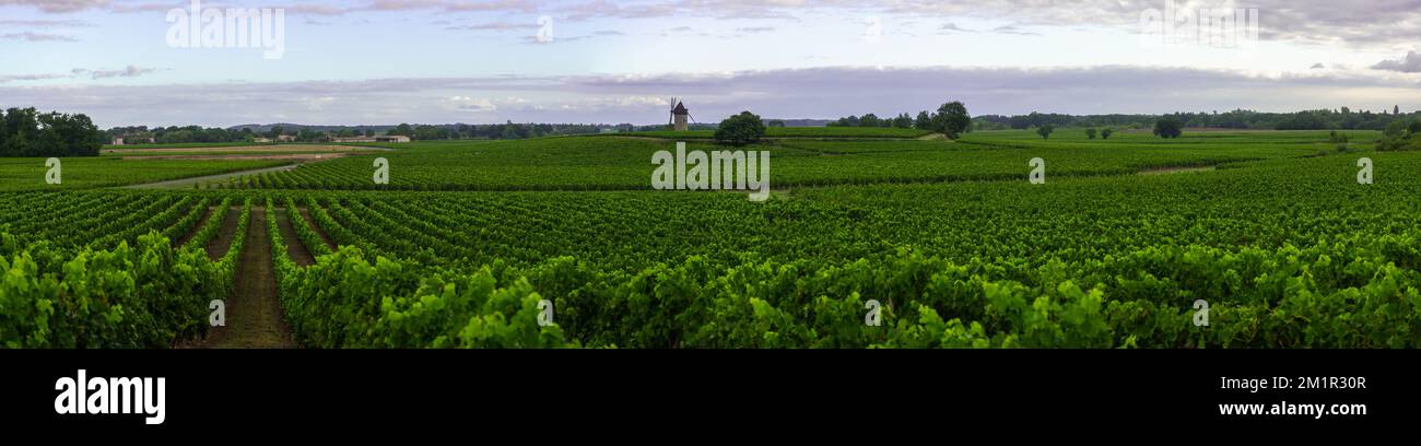 Sunset landscape bordeaux wineyard france hi-res stock photography and ...