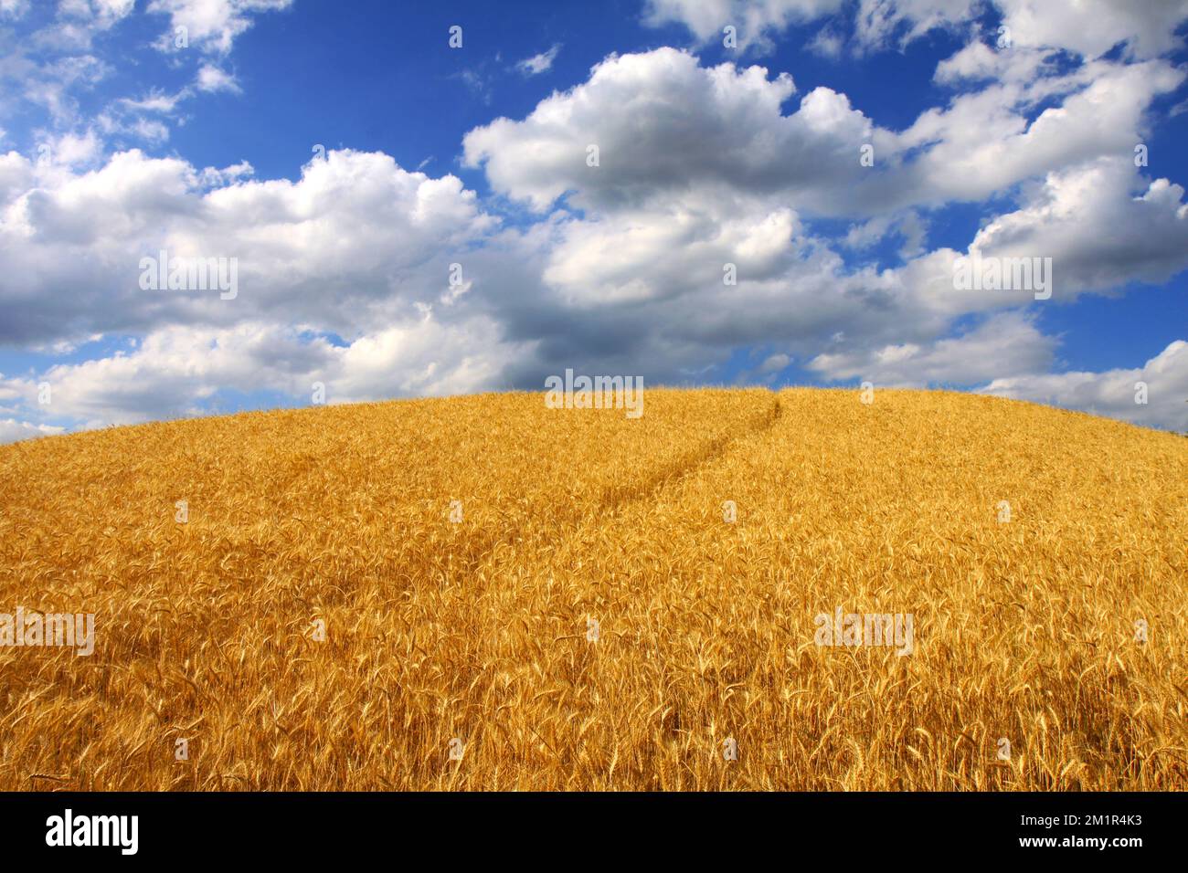 Wheat field landscape with clouds Stock Photo - Alamy