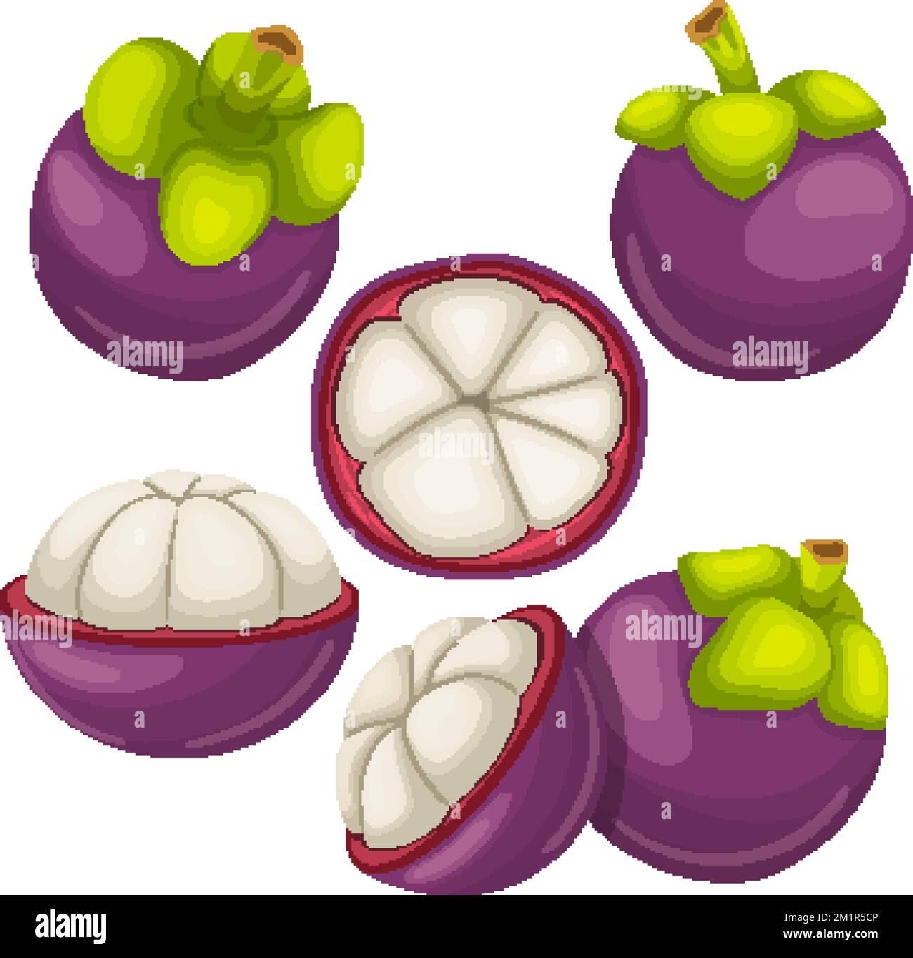 mangosteen fruit fresh food set cartoon vector illustration Stock ...