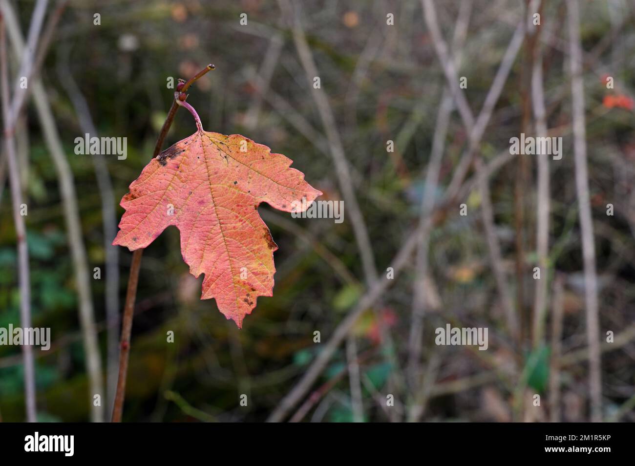 Autumnus folium rufo-luteum, Viburnum acerifolium. Background est ...
