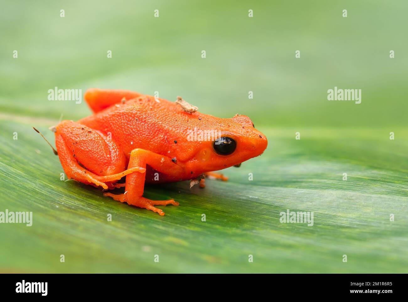 Golden Mantella - Mantella aurantiaca, beautiful endemic golden frog ...