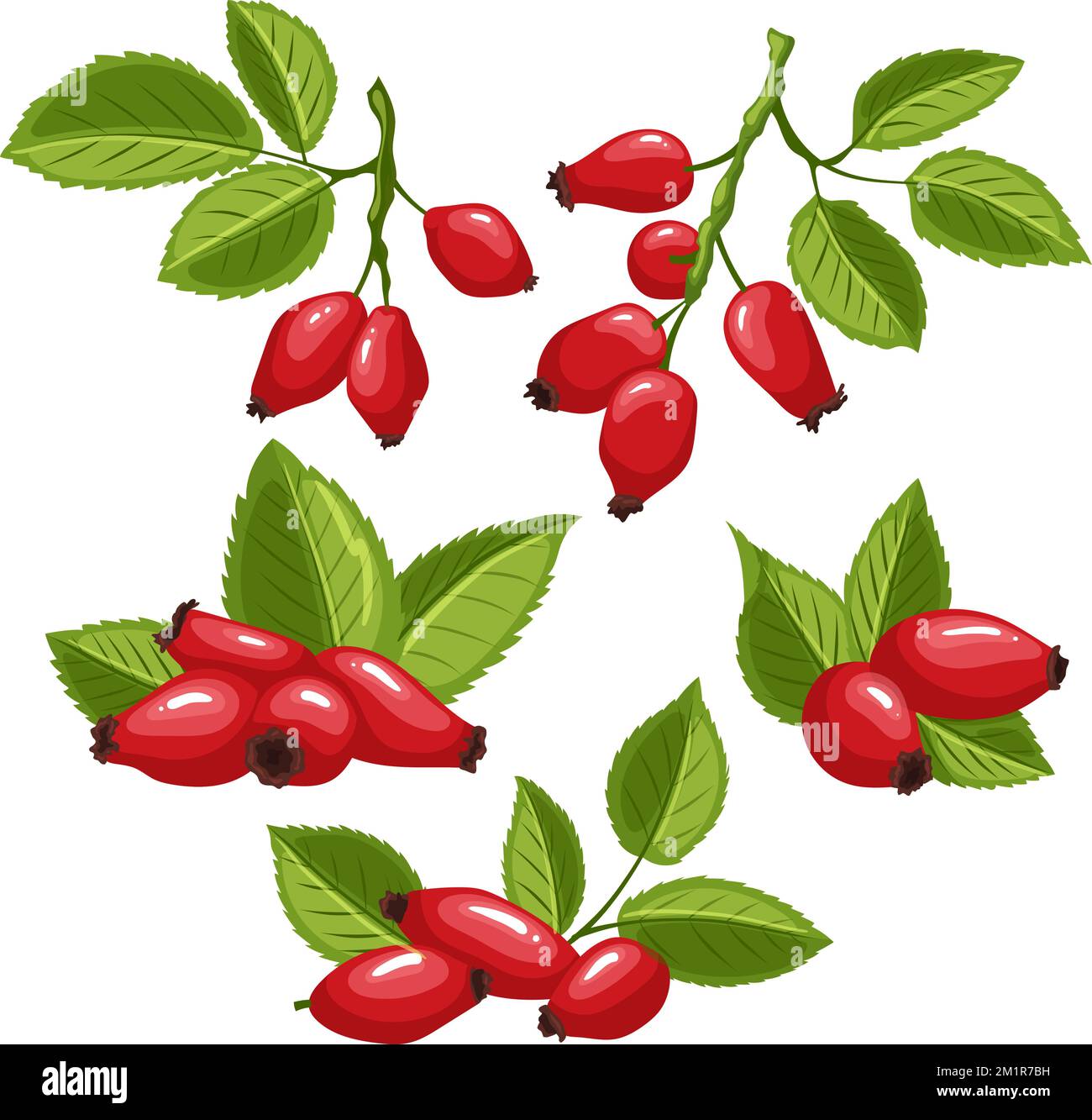 rosehip rose berry hip set cartoon vector illustration Stock Vector ...