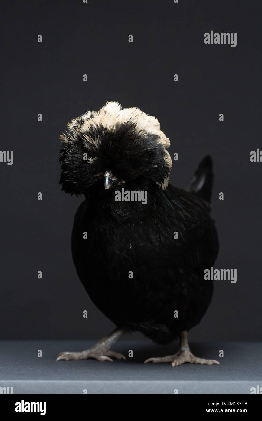 White crested black polish chicken hi-res stock photography and images ...