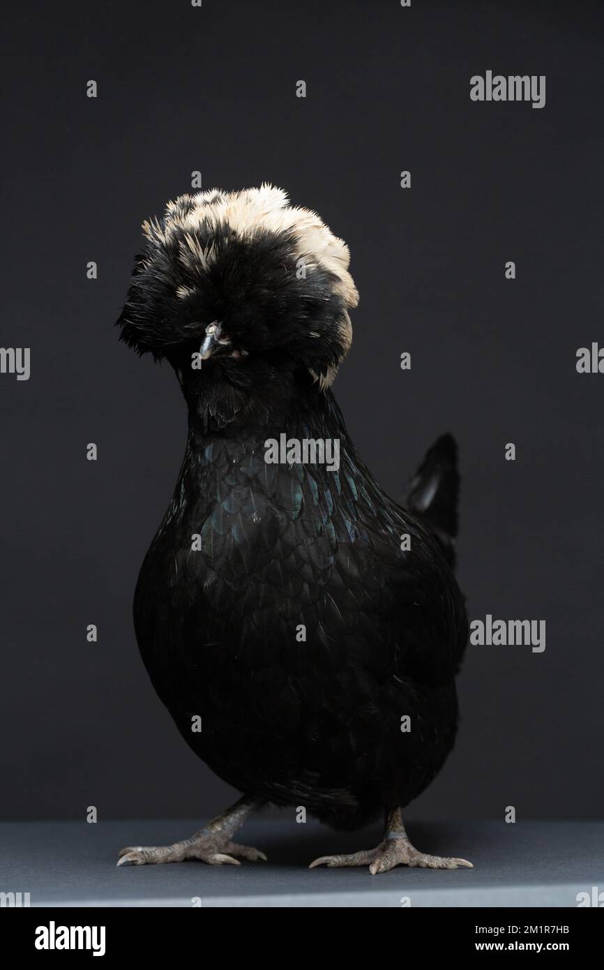 Black and white chicken hi-res stock photography and images - Alamy