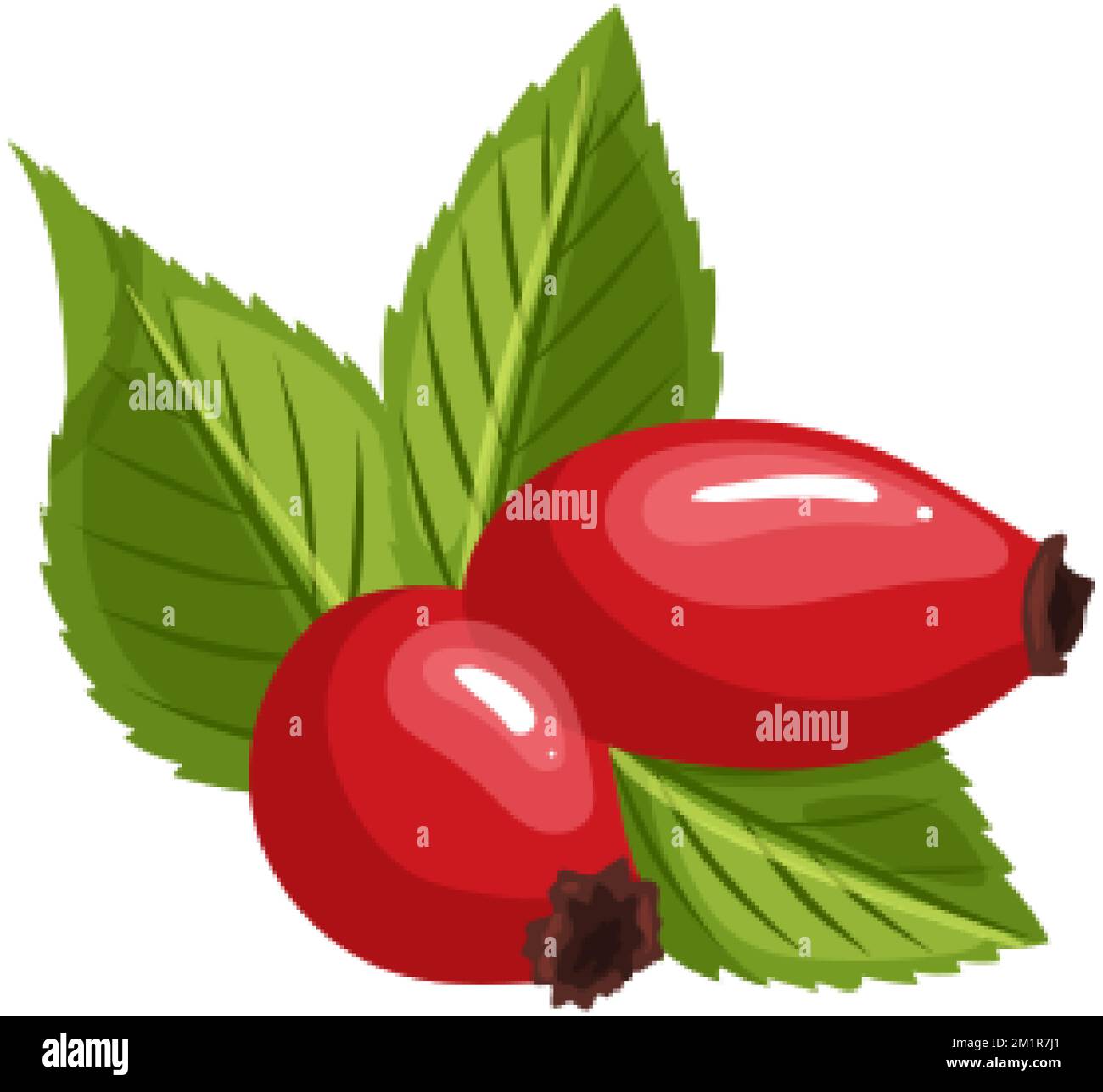 rosehip rose hip cartoon vector illustration Stock Vector Image & Art ...