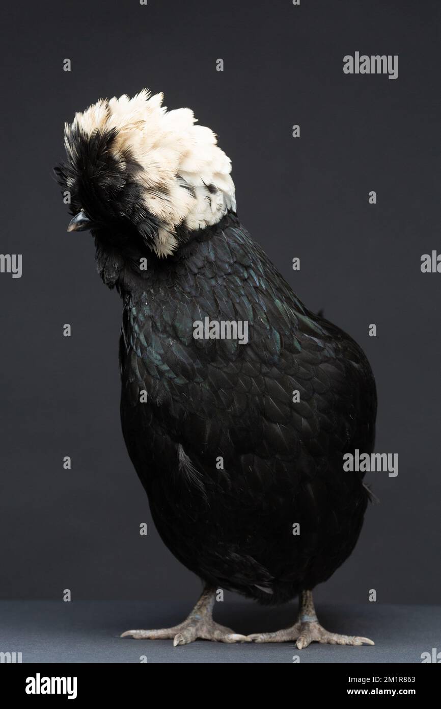 Polish chicken hi-res stock photography and images - Alamy